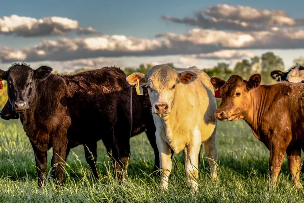 What’s The Best Cattle Breed For Grass-Fed Beef?