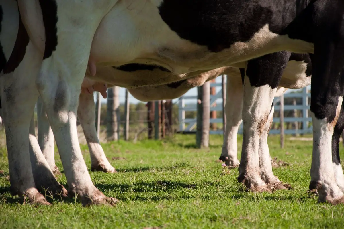 5 Common Cow Diseases: What To Watch For