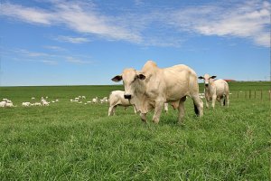 Zebu Cattle: Guide, Info & Facts