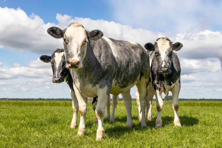 Belgian Blue Cattle: Guide, Info & Facts