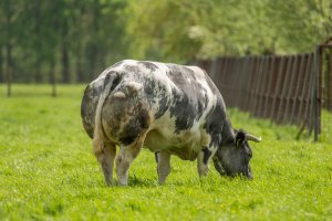 Belgian Blue Cattle: Guide, Info & Facts