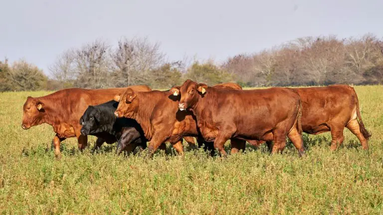 Brangus Cattle: Guide, Info & Facts