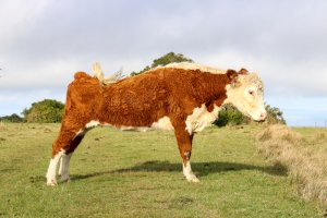 How Often Do Cows Go Into Heat? A Beginners Guide To Cattle Breeding