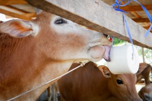 Why Do Cows Need Salt? How Much Do They Need And How Often?