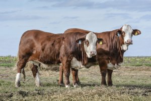 Braford Cattle: Guide, Info & Facts