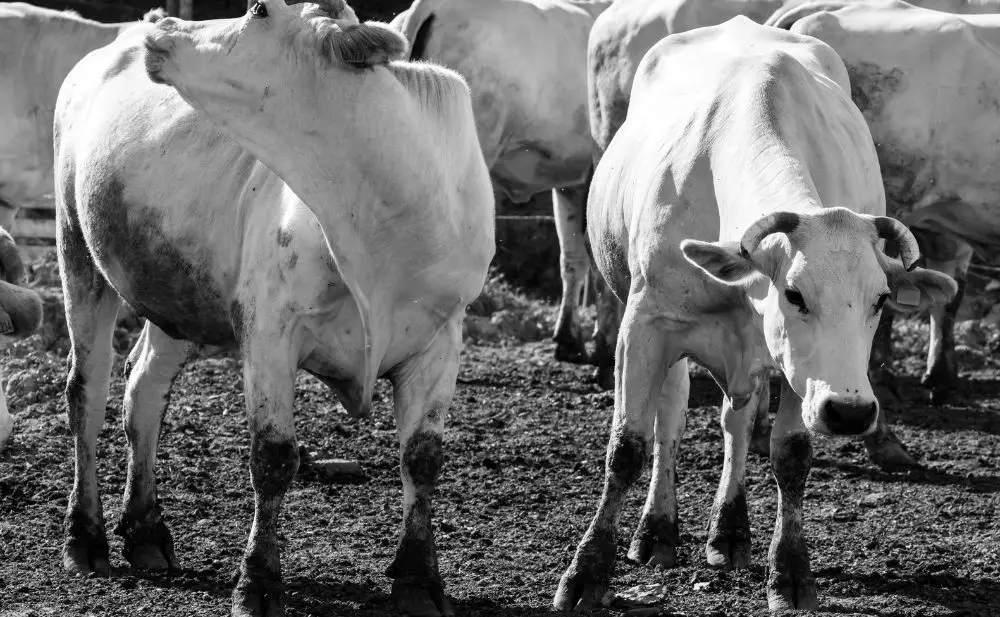 Chianina Cattle: Guide, Info & Facts