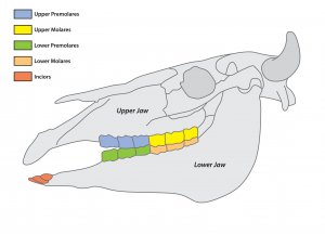 Why Don't Cows Have Top Teeth? How Do They Eat?