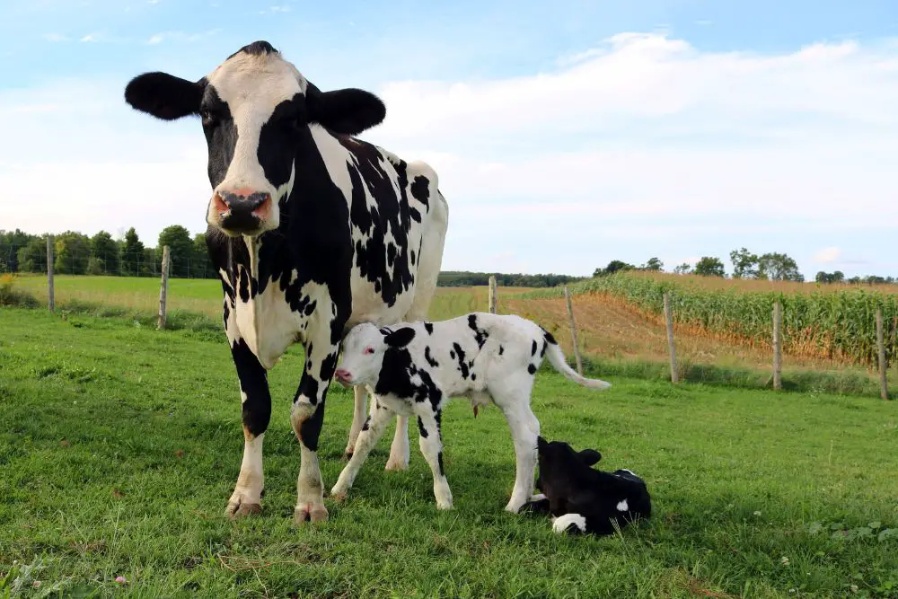 Holstein Cows: Guide, Info & Facts