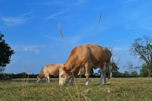 Simmental Cattle: Guide, Info & Facts
