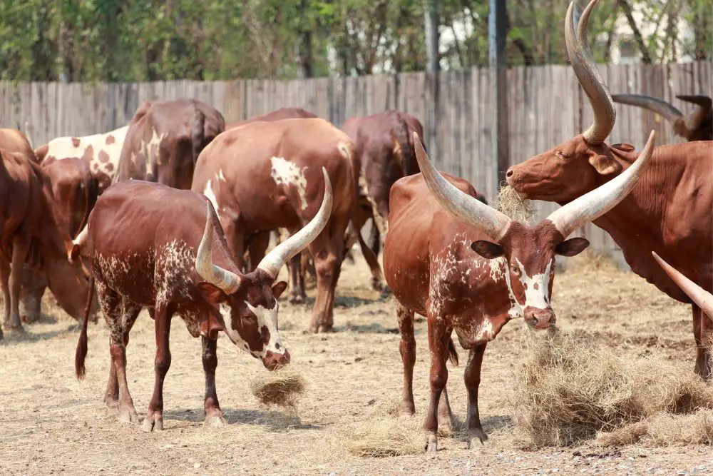 Watusi Cattle: Guide, Info & Facts