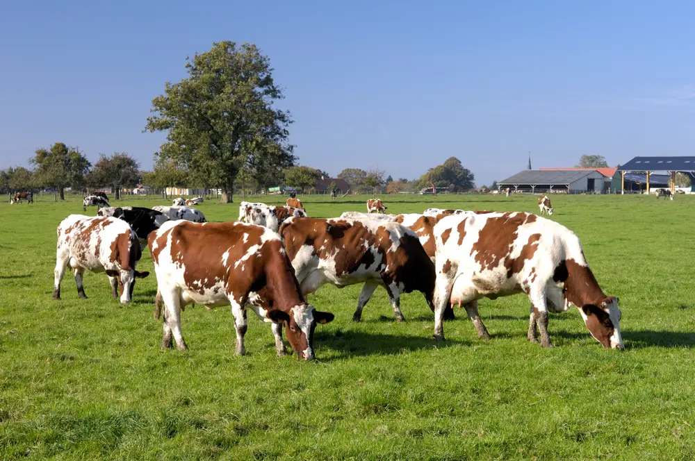 Maine Anjou Cows: Guide, Info & Facts