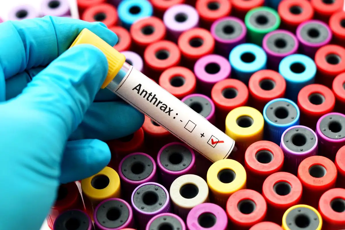 Anthrax In Cattle: Common Causes, Treatment And Prevention