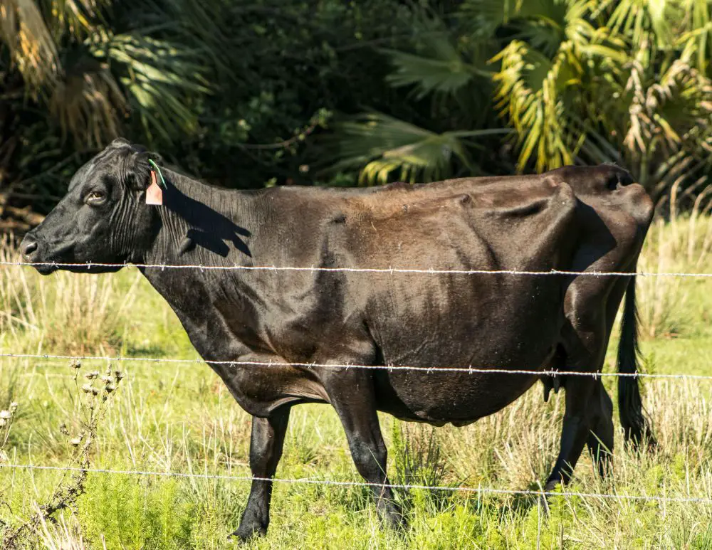 Cow Scours: Causes, Treatment And Prevention