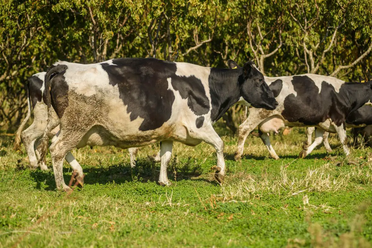 Beginners Guide To The Cow Reproductive System