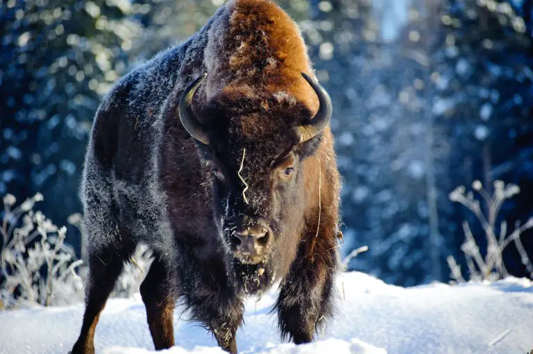 A Brief History Of Cattle: From Wild Animals To A Domesticated Life