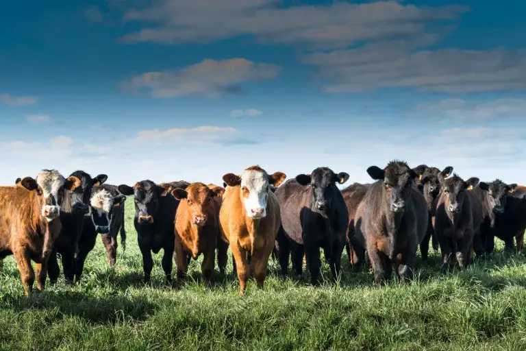 A Brief History Of Cattle: From Wild Animals To A Domesticated Life