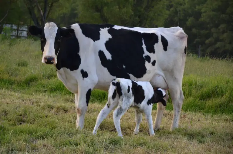 Lifespan Of A Cow: From Birth To Natural Death
