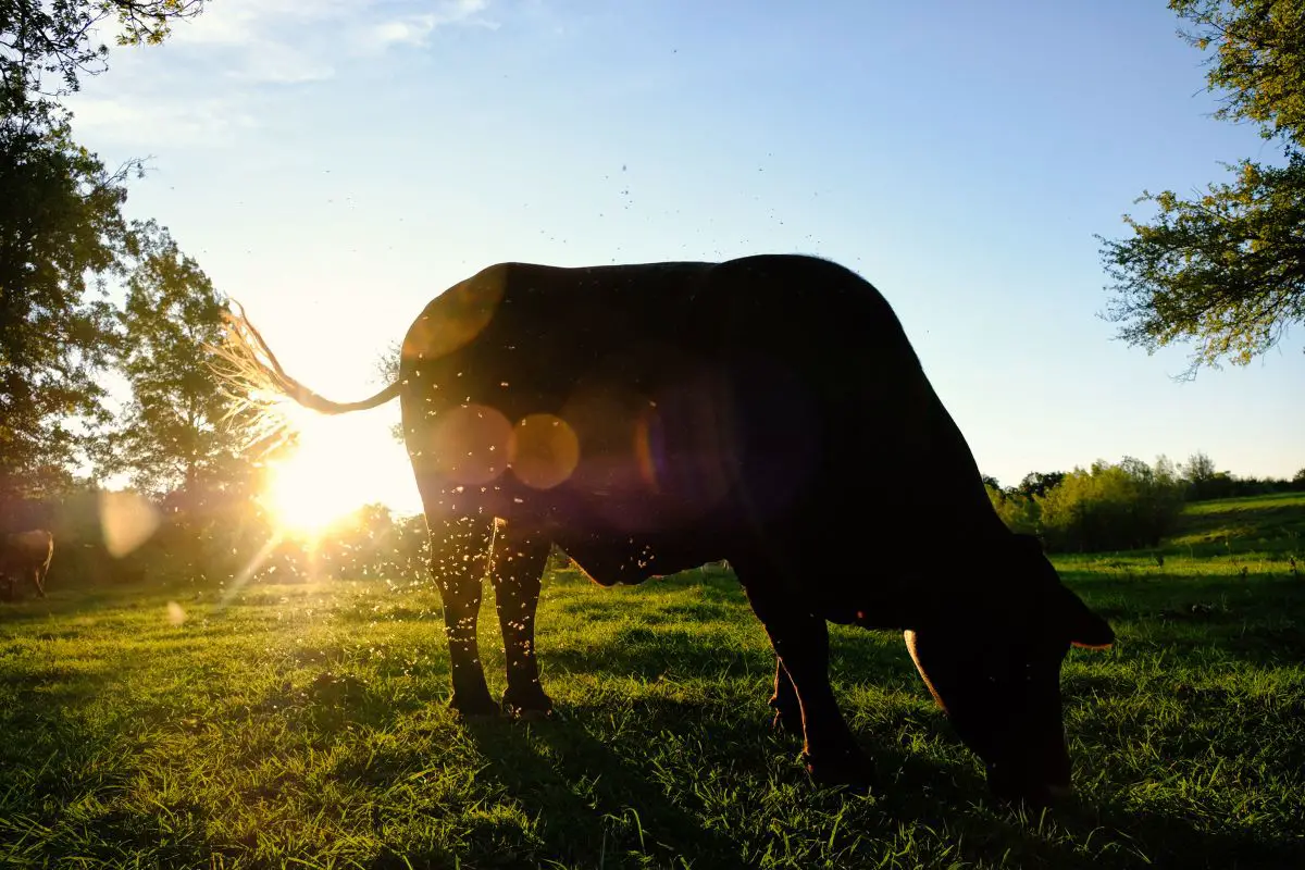 Santa Gertrudis Cows: Guide, Info & Facts