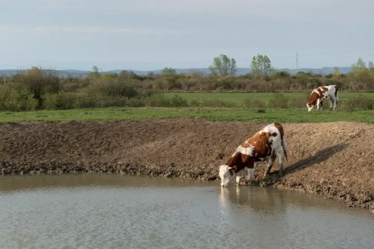 Water Belly In Cattle: Causes, Treatment And Prevention
