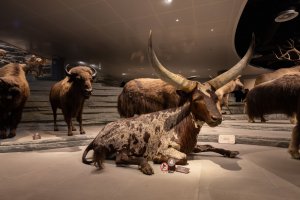 Where Are Cows Native To? Where Does The Species Come From?