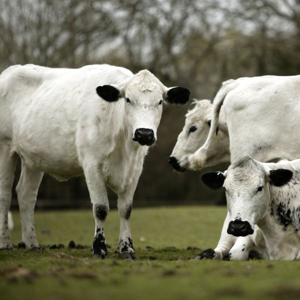 White Park Cattle: Guide, Info & Facts