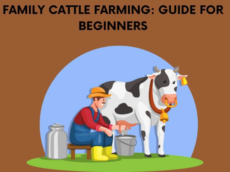 Beginner Guide To Raising Cows: Our Comprehensive Guide | CowCaretaker